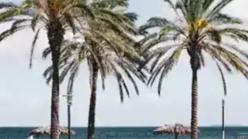 Webcams de Madeira en Vivo | Playas, Puerto Funchal y Más